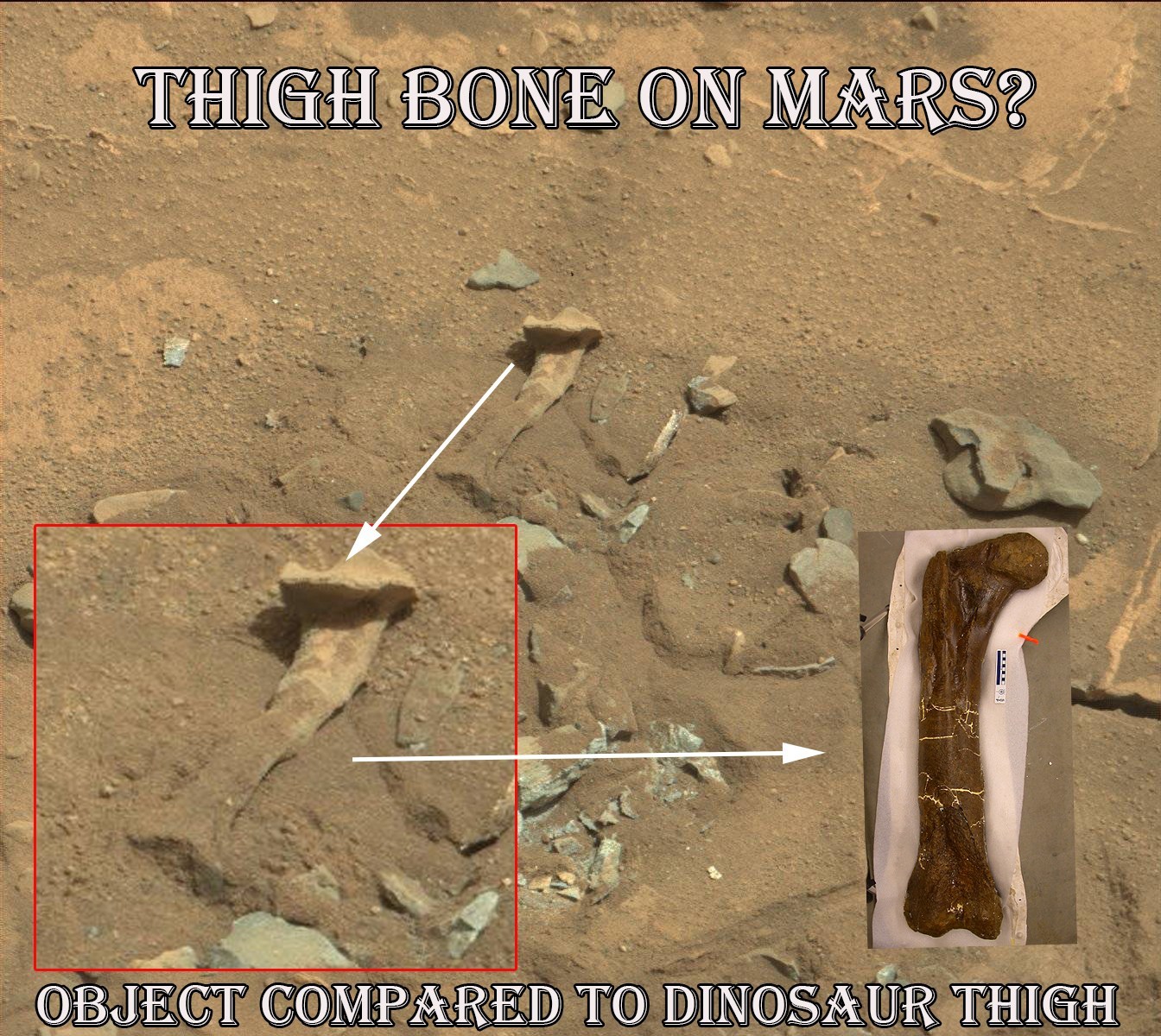 Nasa Mars Bone