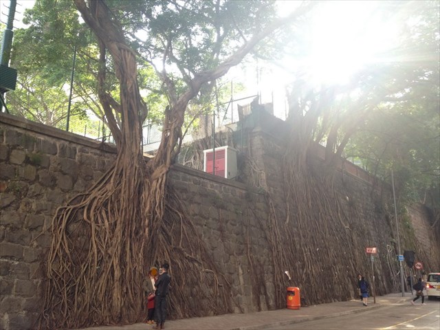 GC5MN7J Forbes Street Wall Trees 科士街石牆樹 (Traditional Cache) in Hong ...