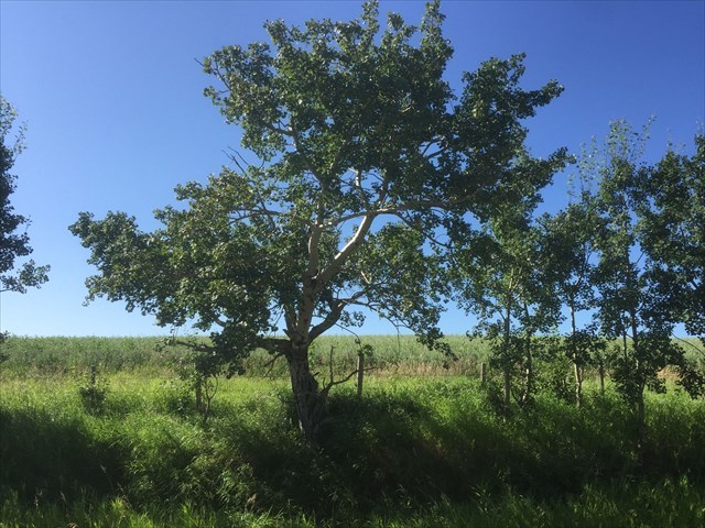 GC8XYHK Prairie Tree (Traditional Cache) in Alberta, Canada created by ...