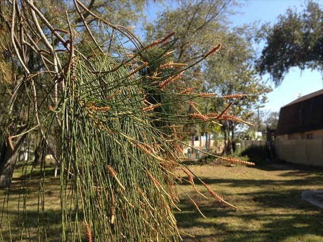 GC70X6W 2 Australian Pines (Traditional Cache) in Florida, United ...