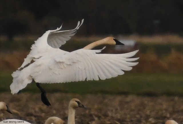 GC7FHGY Trumpeter Swans (Traditional Cache) in Washington, United ...