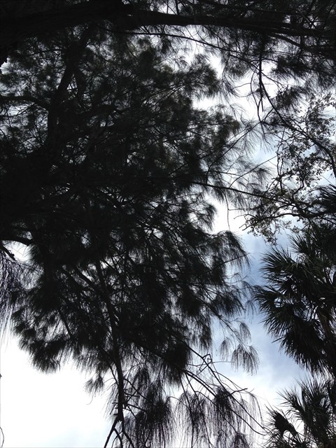 GC70X6W 2 Australian Pines (Traditional Cache) in Florida, United ...