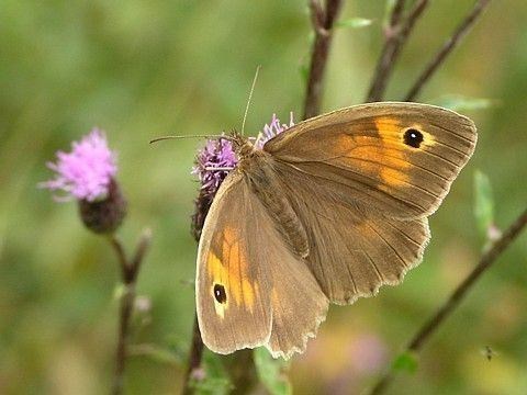 GCANVFE Okac lucni (Traditional Cache) in Hlavní město Praha, Czechia ...