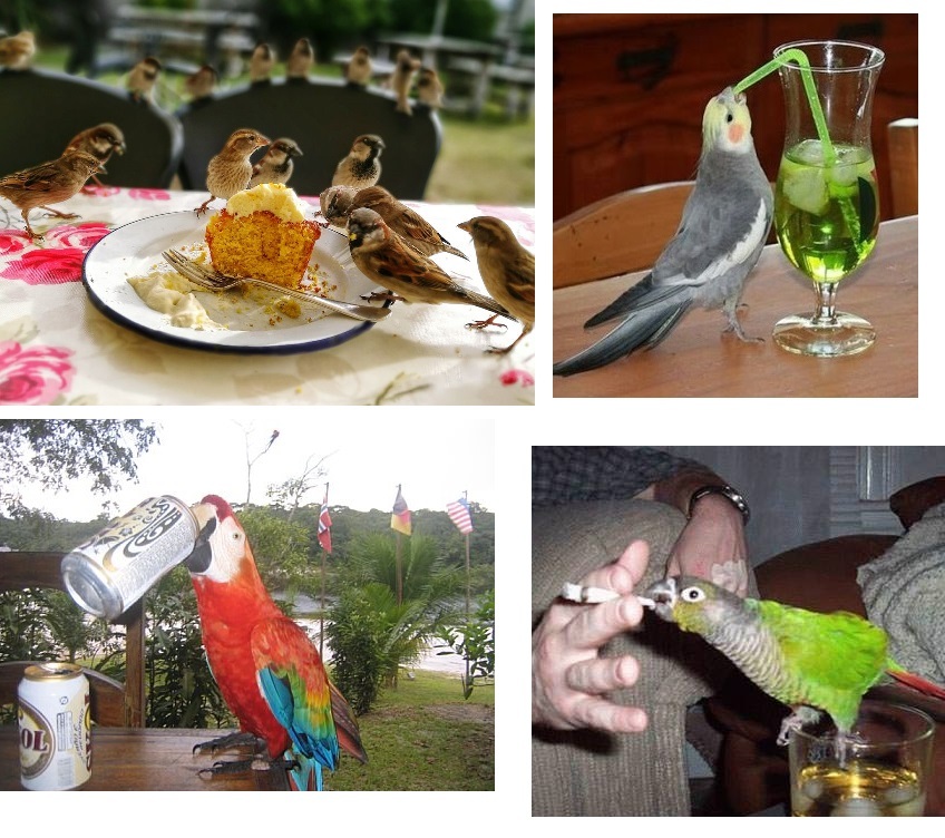 GC9THZN Amazing Birds (Traditional Cache) in Massachusetts, United ...