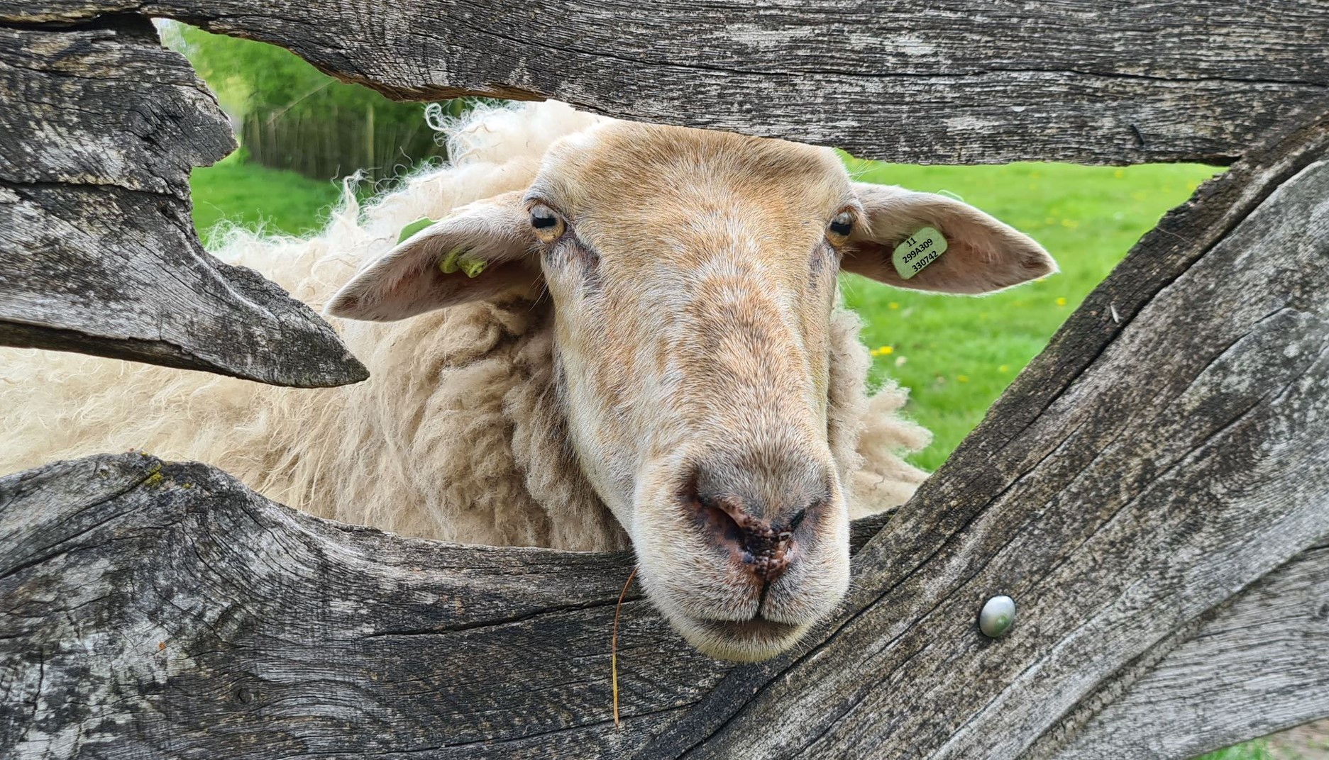 GCA2BYE Het Gekke Schaap (Unknown Cache) in Noord-Brabant, Netherlands created by kerkmans