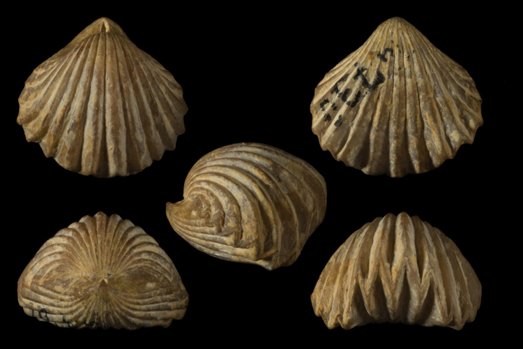 GCA63CK [MegaOignies] EC #09 Brachiopoda! 🌍 (Earthcache) in Hauts-de ...