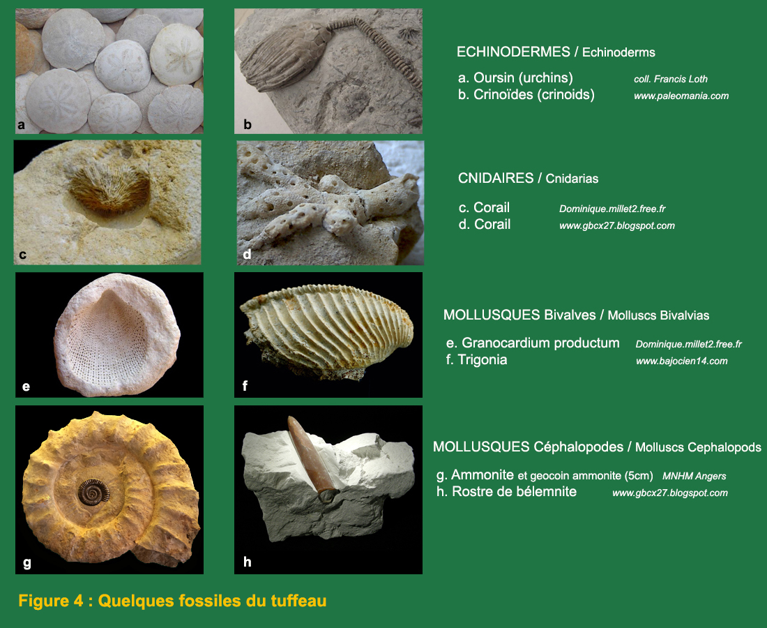 GC7ZKR6 Fossilisation et Moulage au plâtre à Riou (Earthcache) in Pays ...