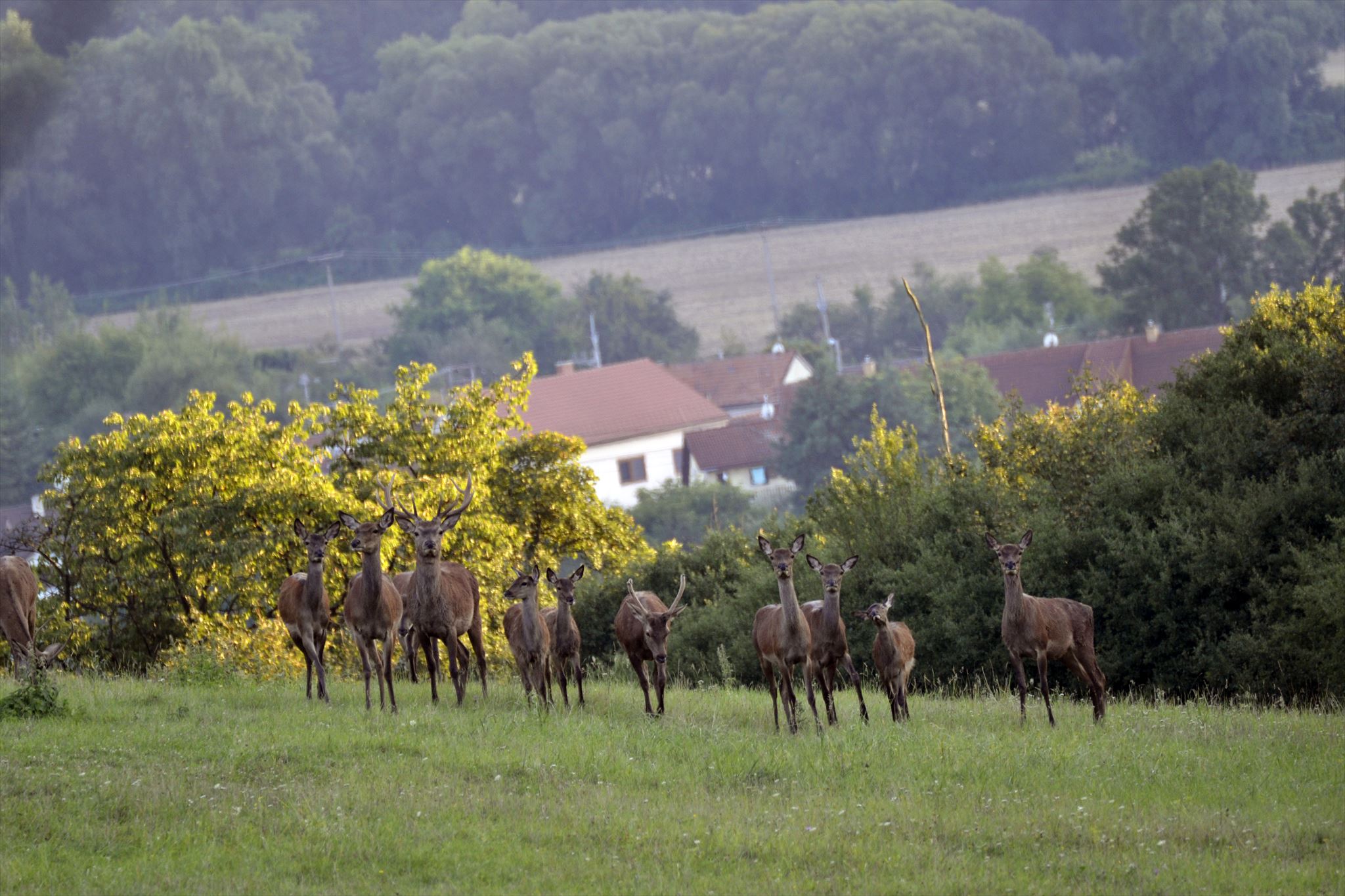 GC5N6KP Obora Rovna (Multi-cache) in Jihomoravský kraj, Czechia created ...