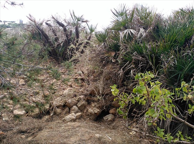 GC6G17C CITO. Bosque y matorral mediterráneo (Traditional Cache) in ...