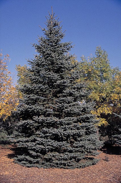 GC6XJ4Y Blue Spruce (Traditional Cache) in New York, United States ...