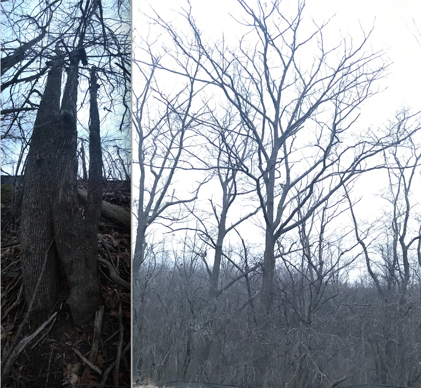 GC8HQ67 A Tree Climb for Vicdell (Letterbox Hybrid) in Ontario, Canada ...