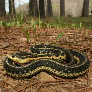 GC9E07B CM-3 Eastern Garter Snake (Traditional Cache) in Michigan ...