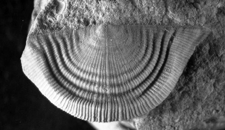 GCA63CK [MegaOignies] EC #09 Brachiopoda! 🌍 (Earthcache) in Hauts-de ...