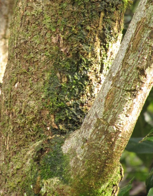 GC74M7G NZ Native Trees #21 – Tutu (Upper Hutt) (Traditional Cache) in ...
