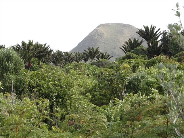 GC70NV8 Nikau Bush (Chatham Islands) (Traditional Cache) in Chatham ...