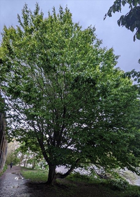 GC8X747 Urban trees: Hornbeam (Traditional Cache) in London, United ...