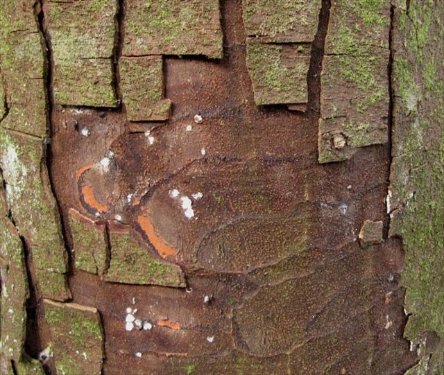 GC6BJNT NZ Native Trees #18 – Kahikatea (Upper Hutt) (Traditional Cache ...