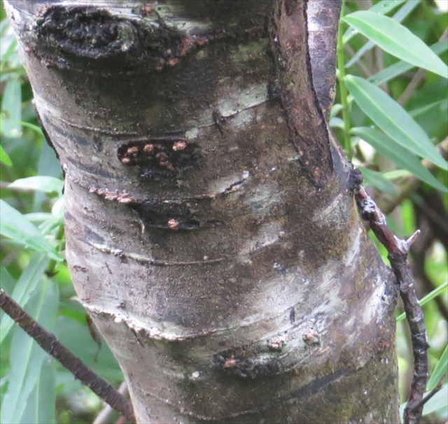 GC74M7M NZ Native Trees #22 - Koromiko (Upper Hutt) (Traditional Cache ...