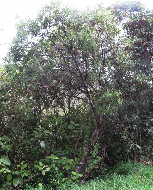 GC74M7M NZ Native Trees #22 - Koromiko (Upper Hutt) (Traditional Cache ...