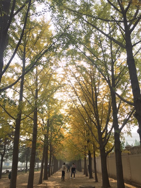 GC6WH6X 满目金黄耀京城 Golden Beijing 2＃ (Traditional Cache) in China created ...