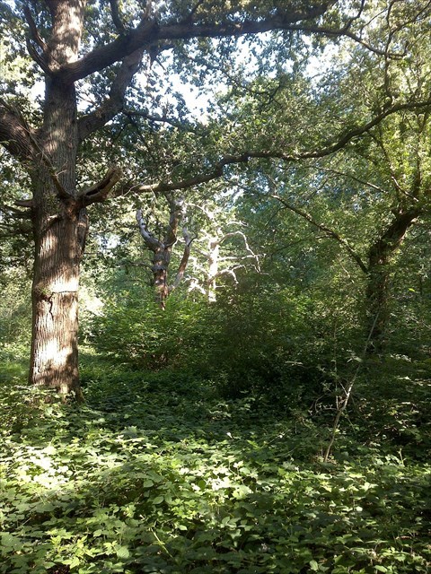 GC9E23E CSW3 Sparrow Wood (Traditional Cache) in London, United Kingdom ...