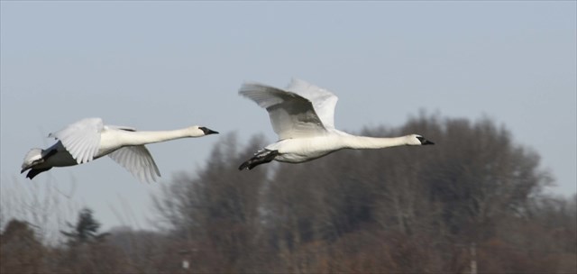 GC7FHGY Trumpeter Swans (Traditional Cache) in Washington, United ...