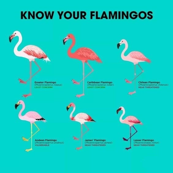 GC7TTWD Brevard Zoo Work Day-Fabulous Flamboyant Flamingos (Cache In ...