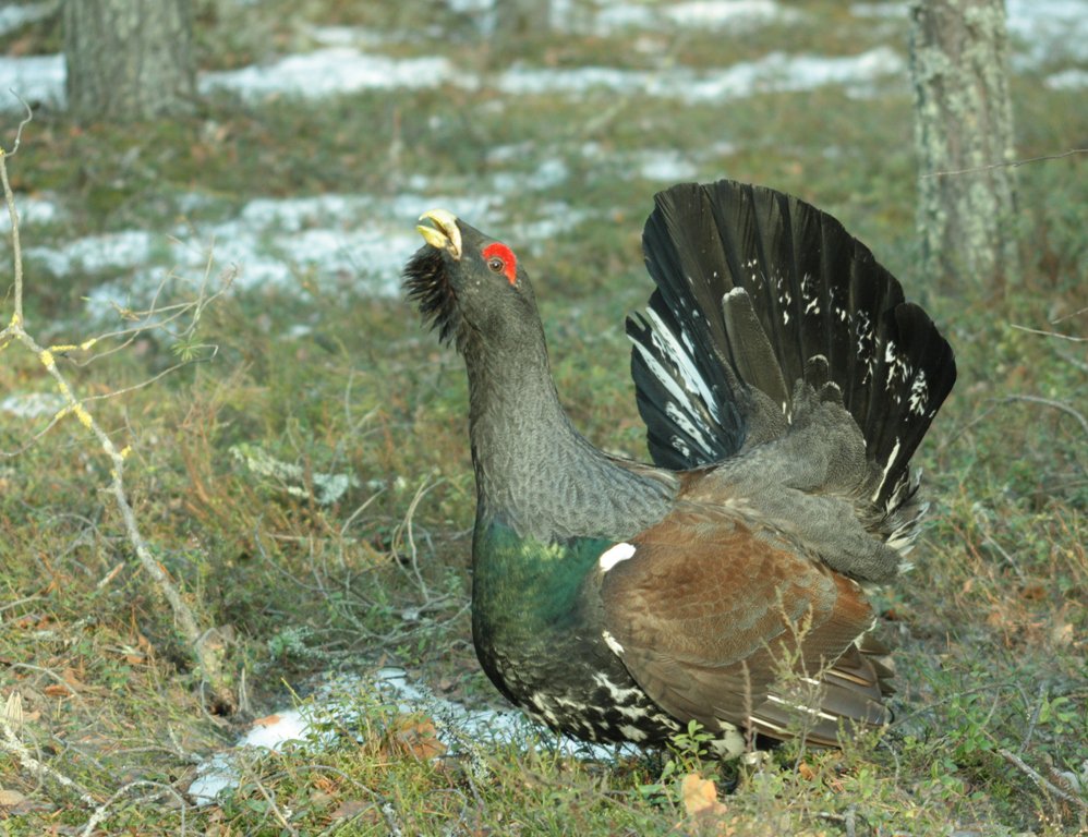 GC6V8F7 7# Lumi- ja kumikenkätraili: Metso (Traditional Cache) in ...