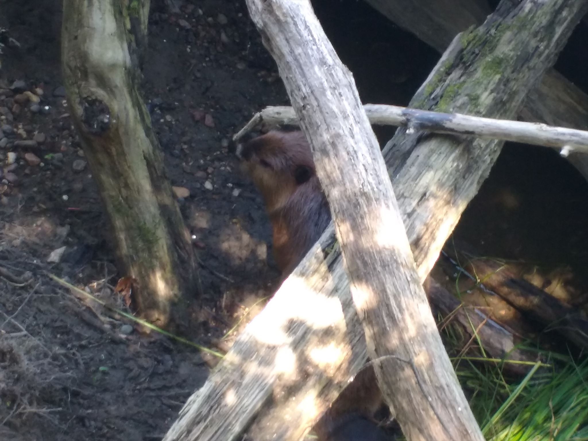 GC795G4 Beaver's Revenge (Traditional Cache) in Minnesota, United ...