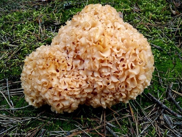 GC6Y8JZ Na grzyby#14 - Szmaciak gałęzisty (Traditional Cache) in ...