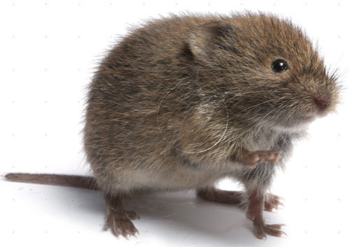 GC81HKH CF2 - Prairie Vole (Traditional Cache) in New York, United ...