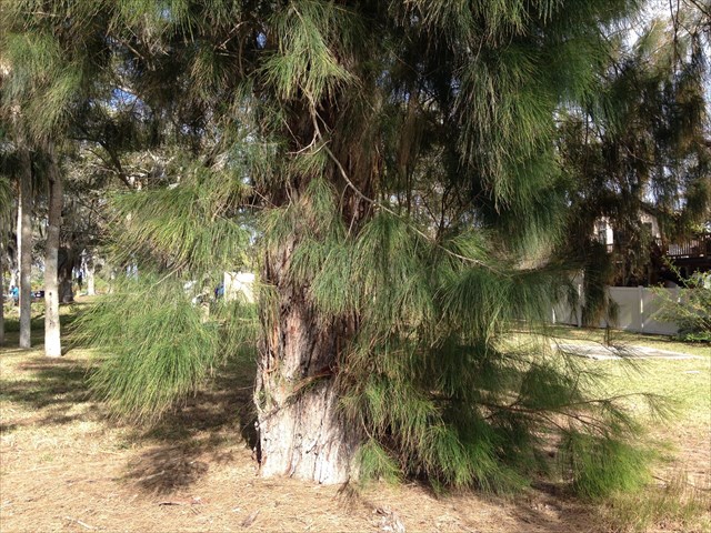 GC70X6W 2 Australian Pines (Traditional Cache) in Florida, United ...