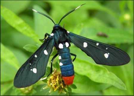 GC9Q05Q Polka-Dot Wasp Moth (Traditional Cache) in Florida, United ...