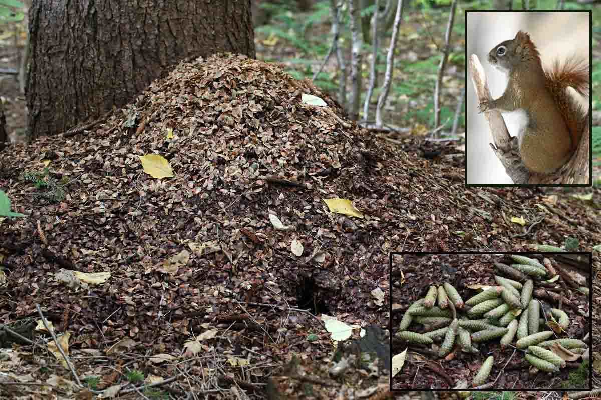 GC9BZ14 Limerick North - Squirrel Caches (Traditional Cache) in Ontario ...