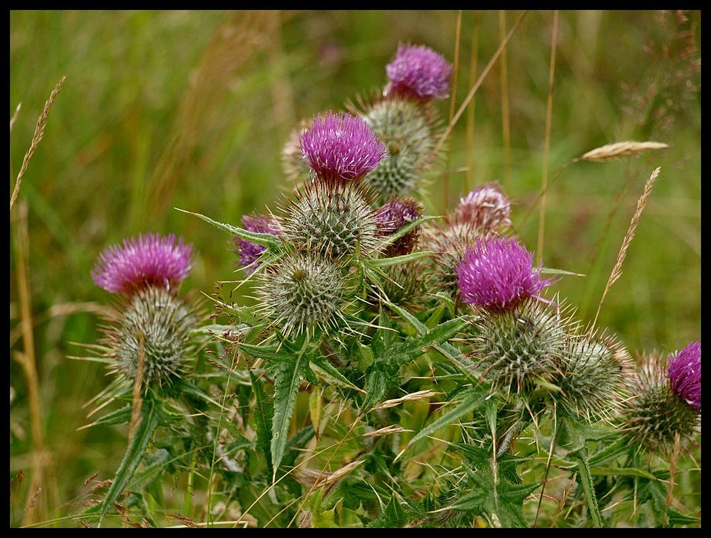 GC6FX6Q Formonthills - Thistle (Traditional Cache) in Northern Scotland ...