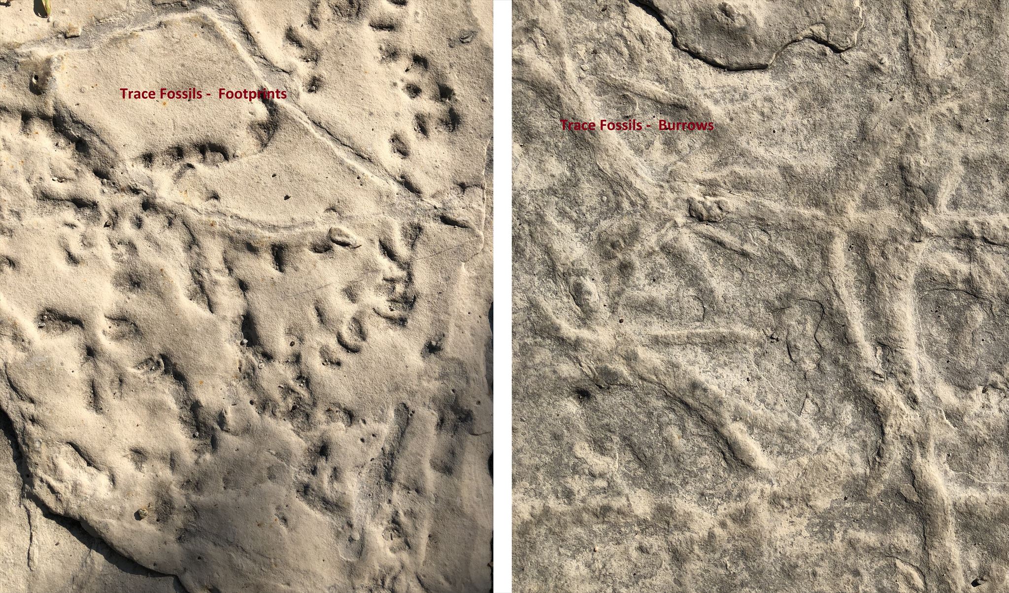 GC7Z1WV Ichnofossils at the WPL (Earthcache) in Ontario, Canada created ...