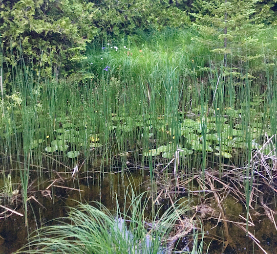GC8A93T Frogs and Rainbow Bridge (Traditional Cache) in Ontario, Canada ...