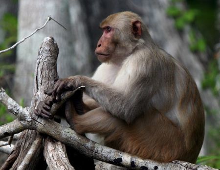GC7PBKR Florida's wild monkey (Traditional Cache) in Florida, United ...