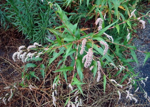 GC6PV4R Pale Smartweed (Traditional Cache) in New York, United States ...