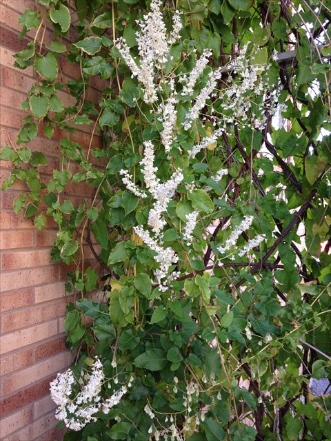 GC6VC87 Silver Lace Vine (Traditional Cache) in New York, United States ...