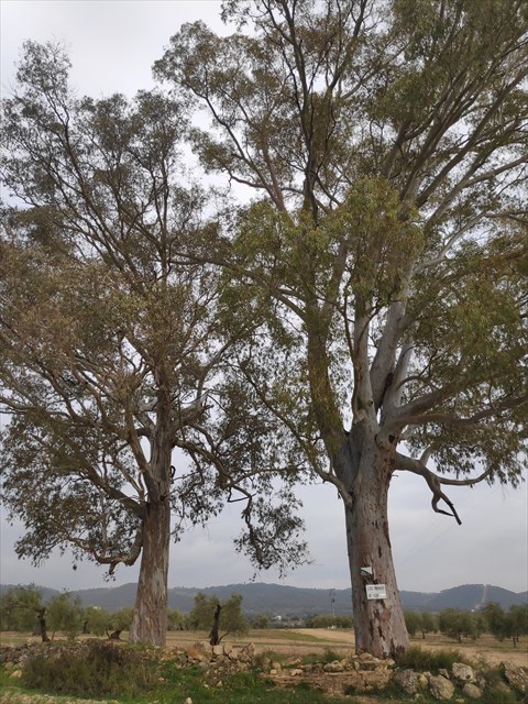 GC8JVDH Eucaliptos "Adelaida y Carmen" Los Mugrones (Traditional Cache ...