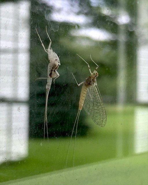 GCA7T80 Roosting Mayfly (Traditional Cache) in Pennsylvania, United ...