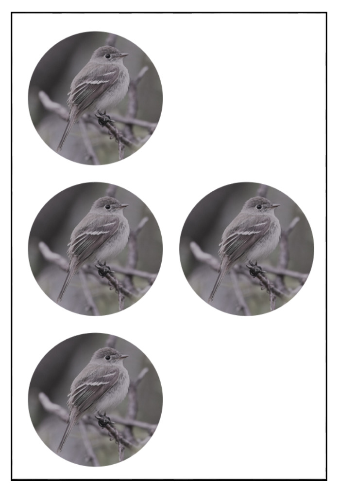 GC9HVD2 For the Birds #05 (Unknown Cache) in Connecticut, United States ...