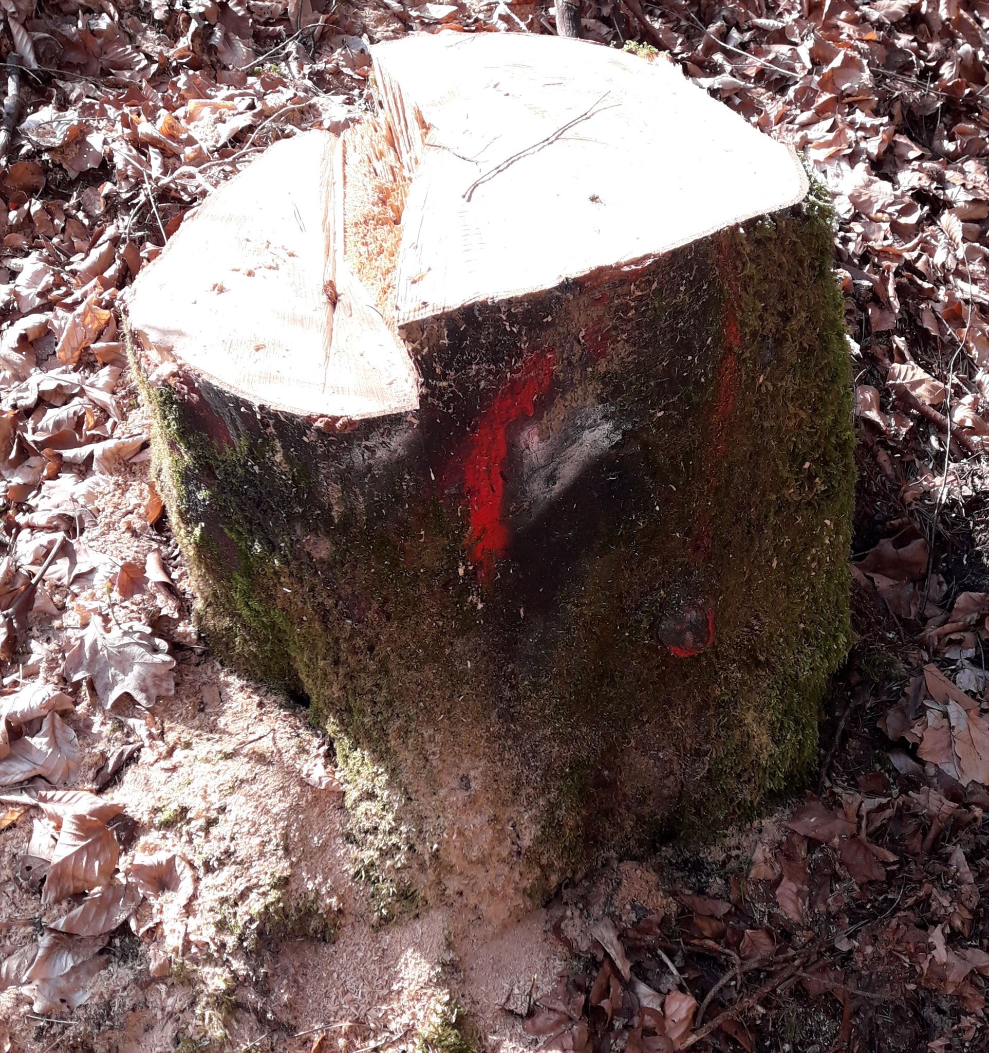 GC4VZCM Total verwirrt (Unknown Cache) in Baden-Württemberg, Germany ...