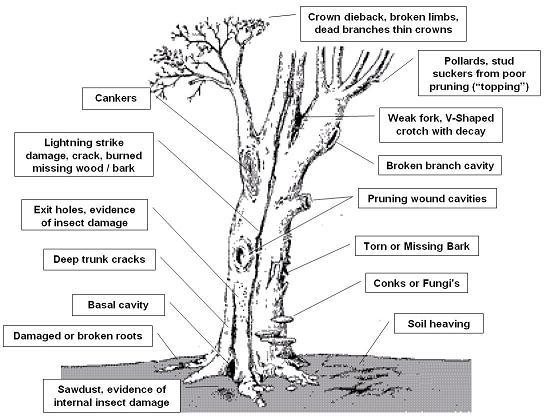 Anatomy Of Tree DaVinci Academy | New YouTube Video Covering The
