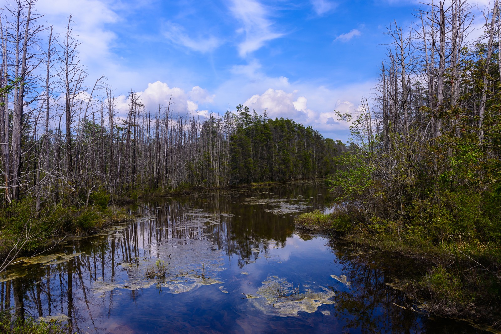 GC6QQ5A Webb's Mill Walk - Bog or Fen? (Earthcache) in New Jersey ...