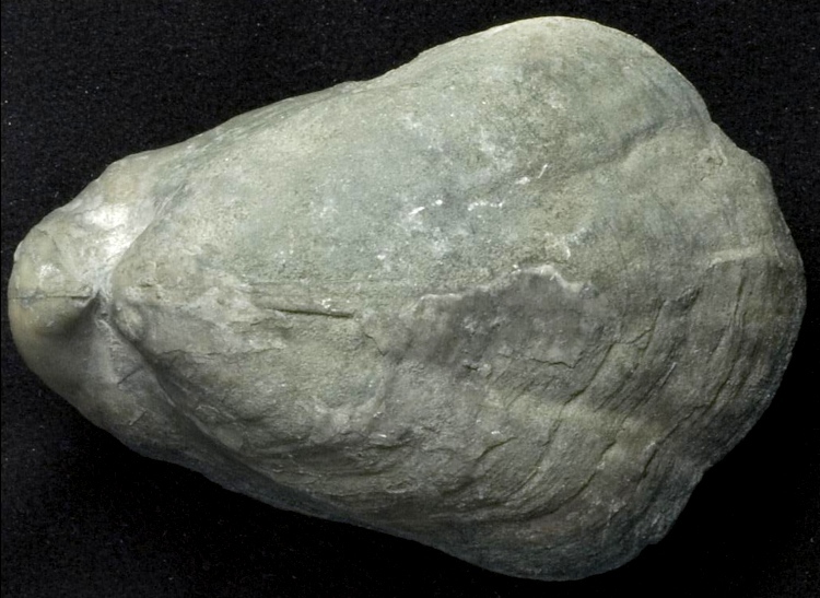 GCA63CK [MegaOignies] EC #09 Brachiopoda! 🌍 (Earthcache) in Hauts-de ...