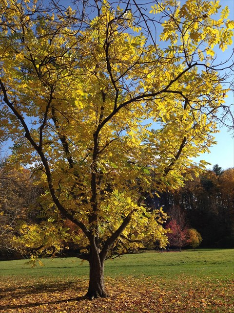 GC6WKD7 Heartnut (Traditional Cache) in New York, United States created ...