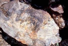 GC9YD66 Turning to Stone: Wood Petrification (Earthcache) in Oregon ...