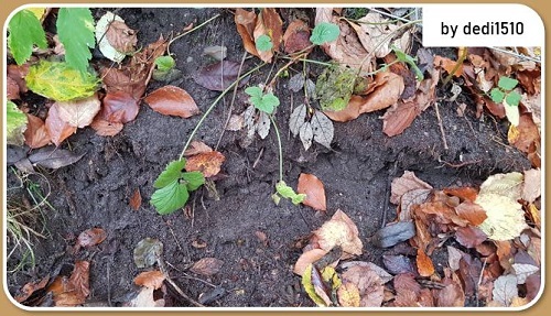 GC9JWQY Vega (Brauner Auenboden) – Boden des Jahres 2011 (Earthcache ...